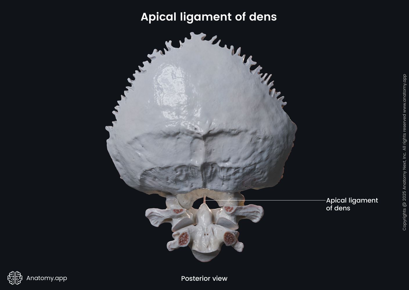 Apical ligament of dens (posterior view) | Anatomy.app