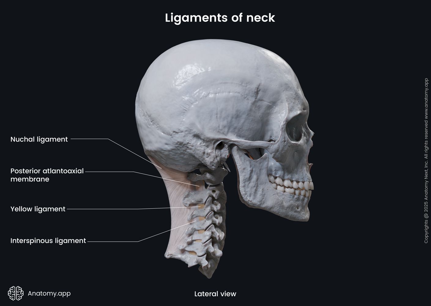 Ligaments of neck | Anatomy.app