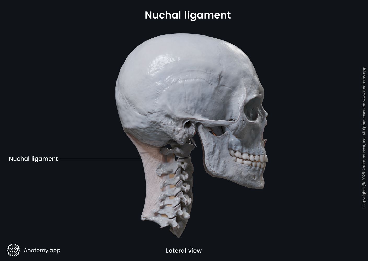 Nuchal ligament | Anatomy.app