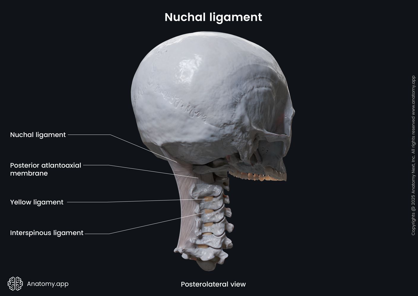 Nuchal ligament (posterolateral view) | Anatomy.app