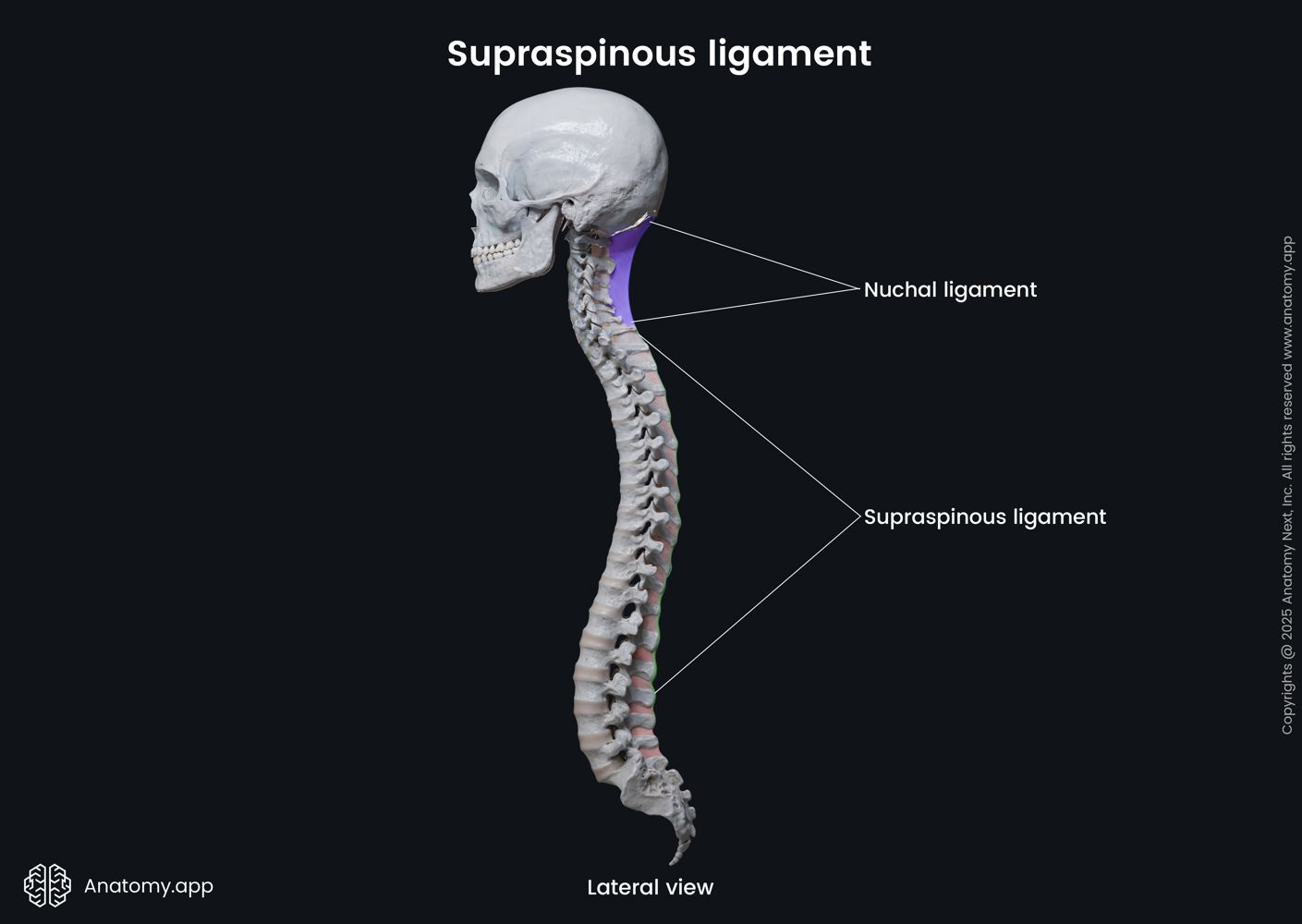 Supraspinous ligament | Anatomy.app