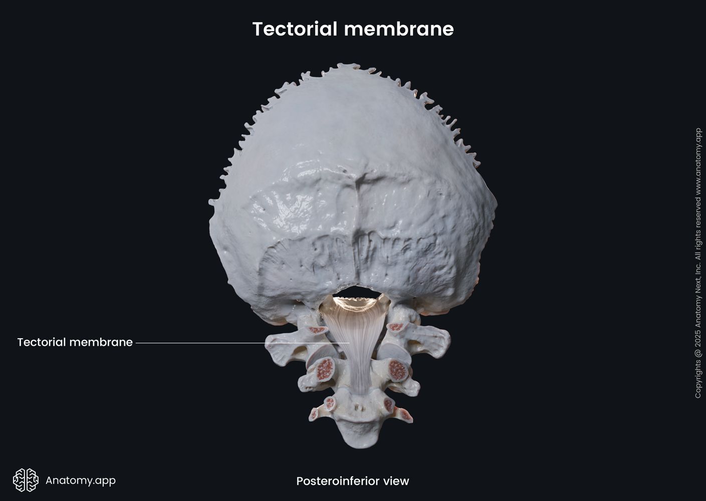 Tectorial membrane (posteroinferior view) | Anatomy.app