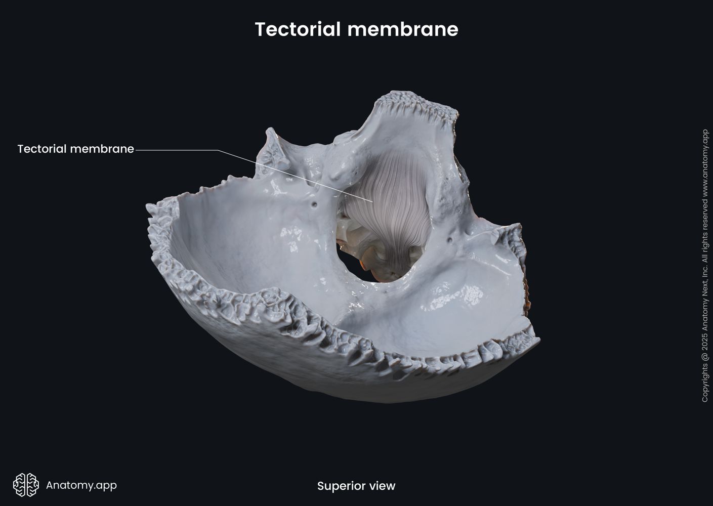 Tectorial membrane (superior view) | Anatomy.app