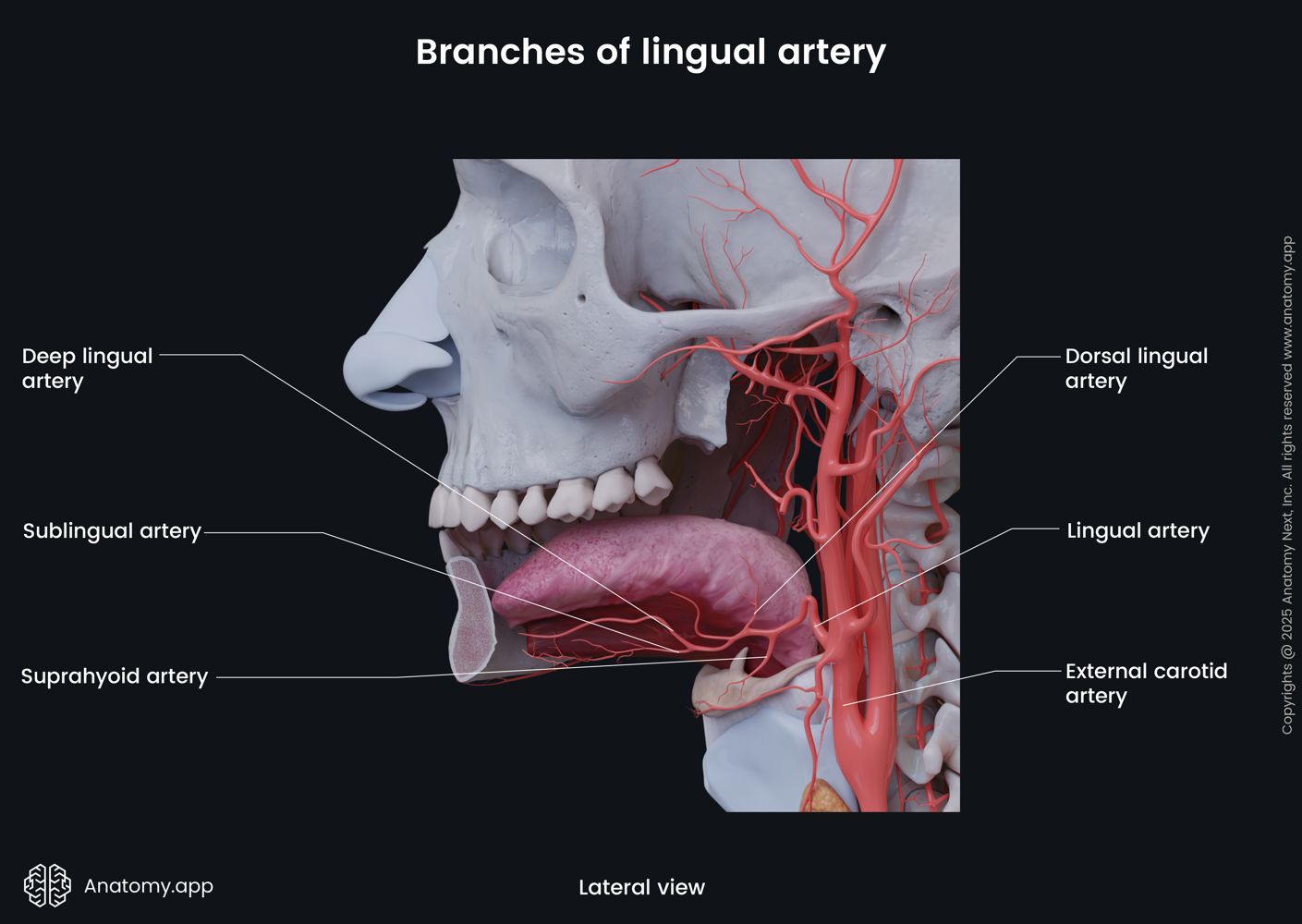 Branches of lingual artery | Anatomy.app