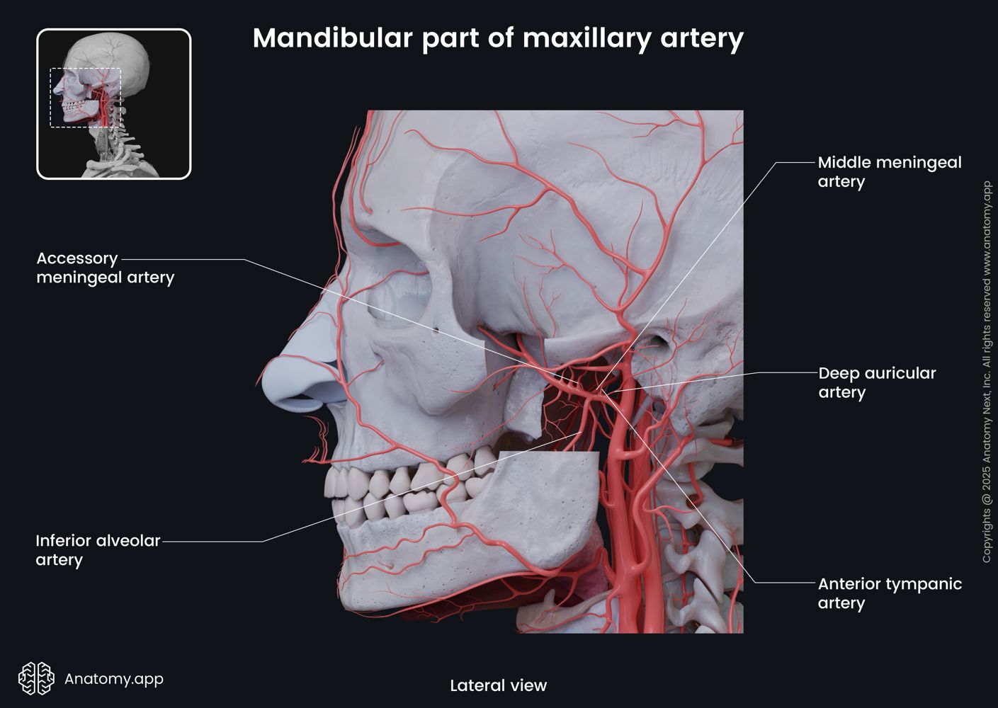 Mandibular part of maxillary artery | Anatomy.app