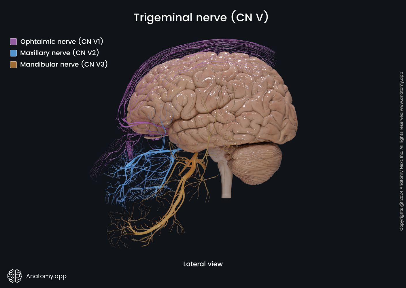 Divisions of trigeminal nerve (CN V) | Anatomy.app