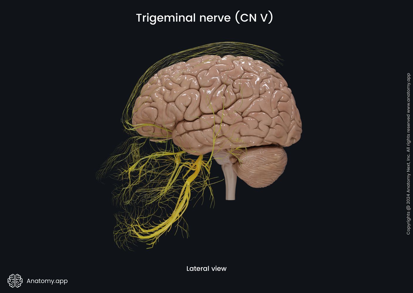 Overview of trigeminal nerve (CN V) | Anatomy.app