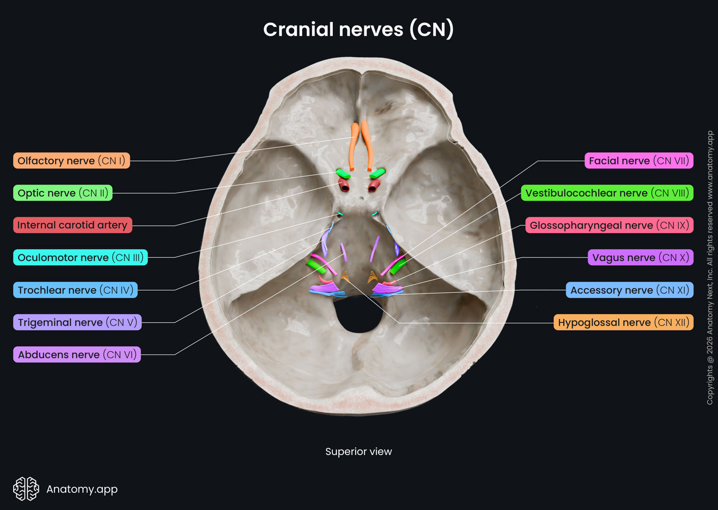 Cranial nerves (CN) | Anatomy.app