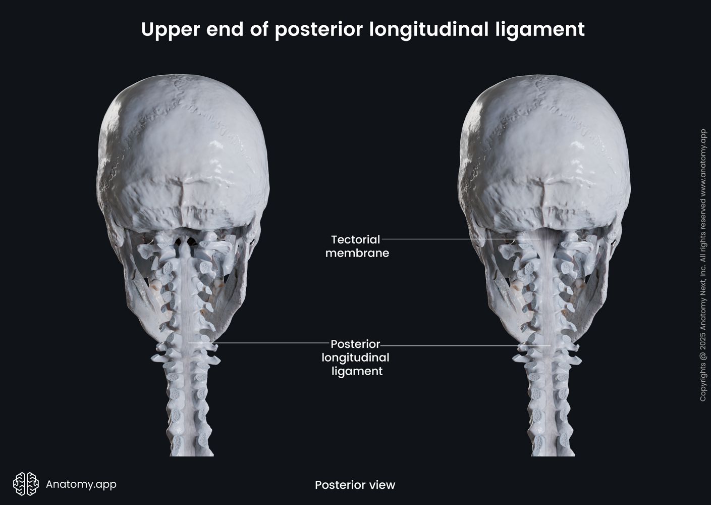 Upper end of posterior longitudinal ligament | Anatomy.app