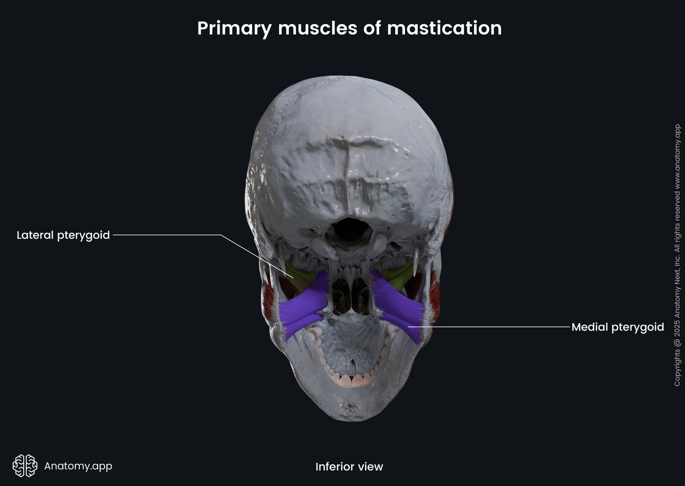 Primary muscles of mastication (pterygoids) | Anatomy.app