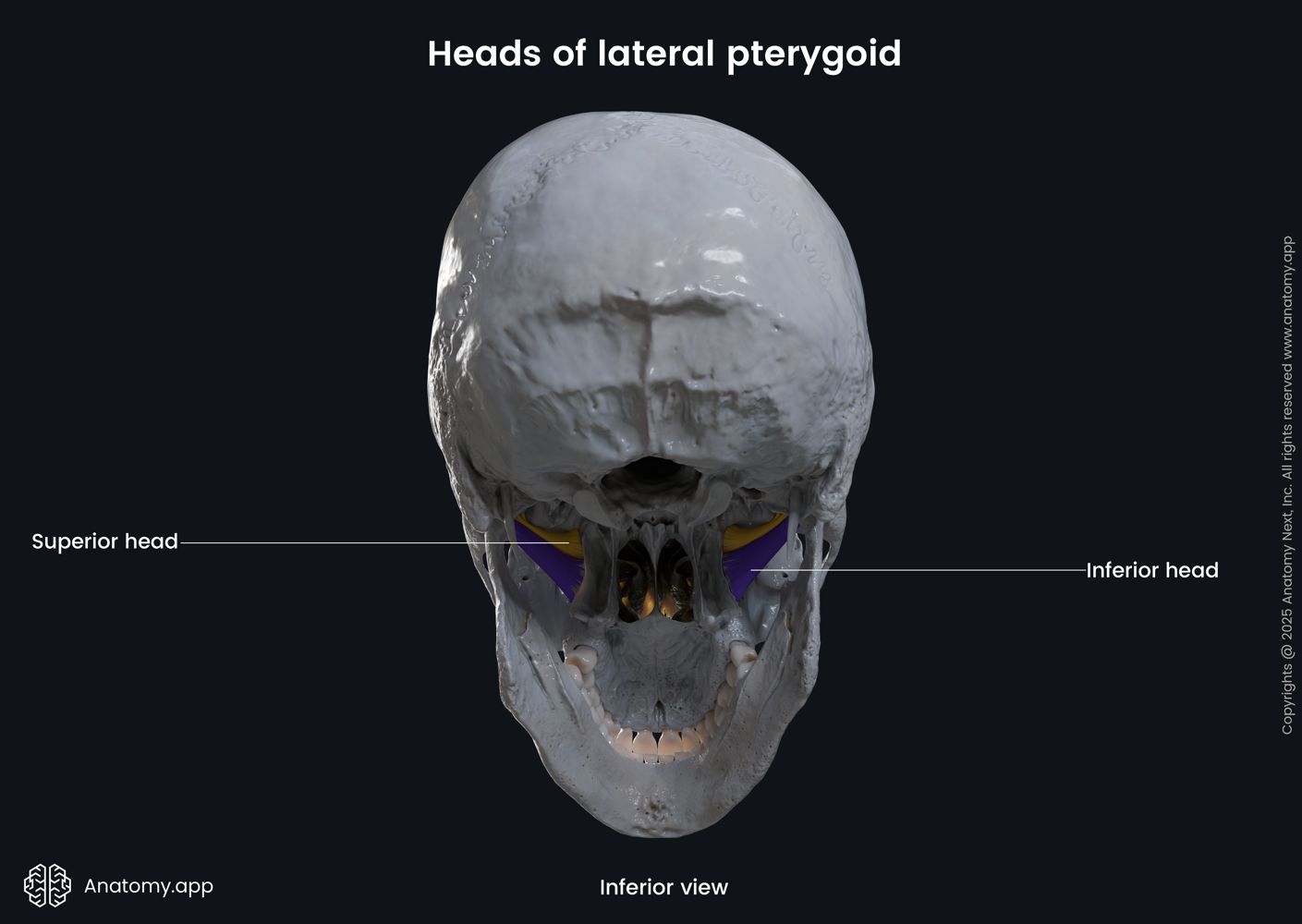 Heads of lateral pterygoid | Anatomy.app