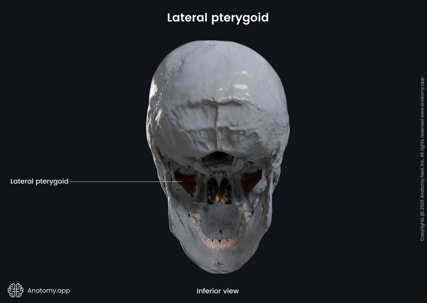 Lateral pterygoid | Anatomy.app