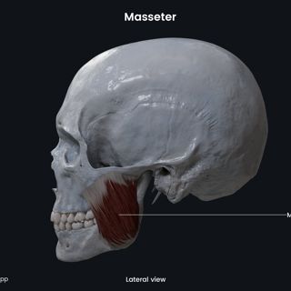 Masseter Pterygoid 11.3 Axial Muscles Of The Head, Neck, And Back