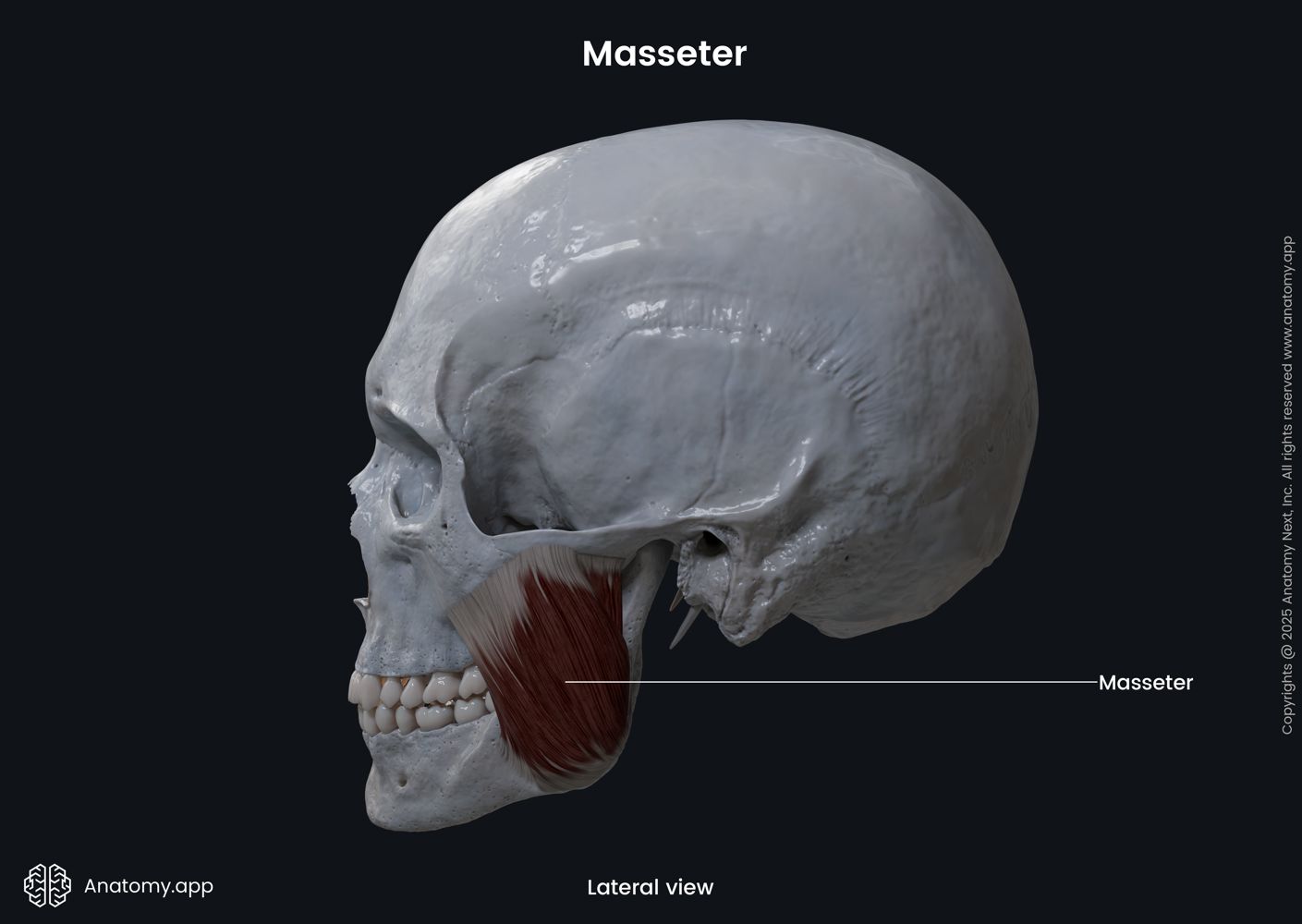 Masseter | Anatomy.app