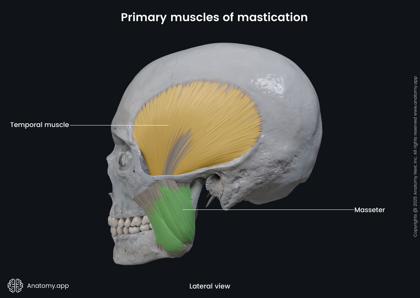 Primary muscles of mastication (temporalis and masseter) | Anatomy.app