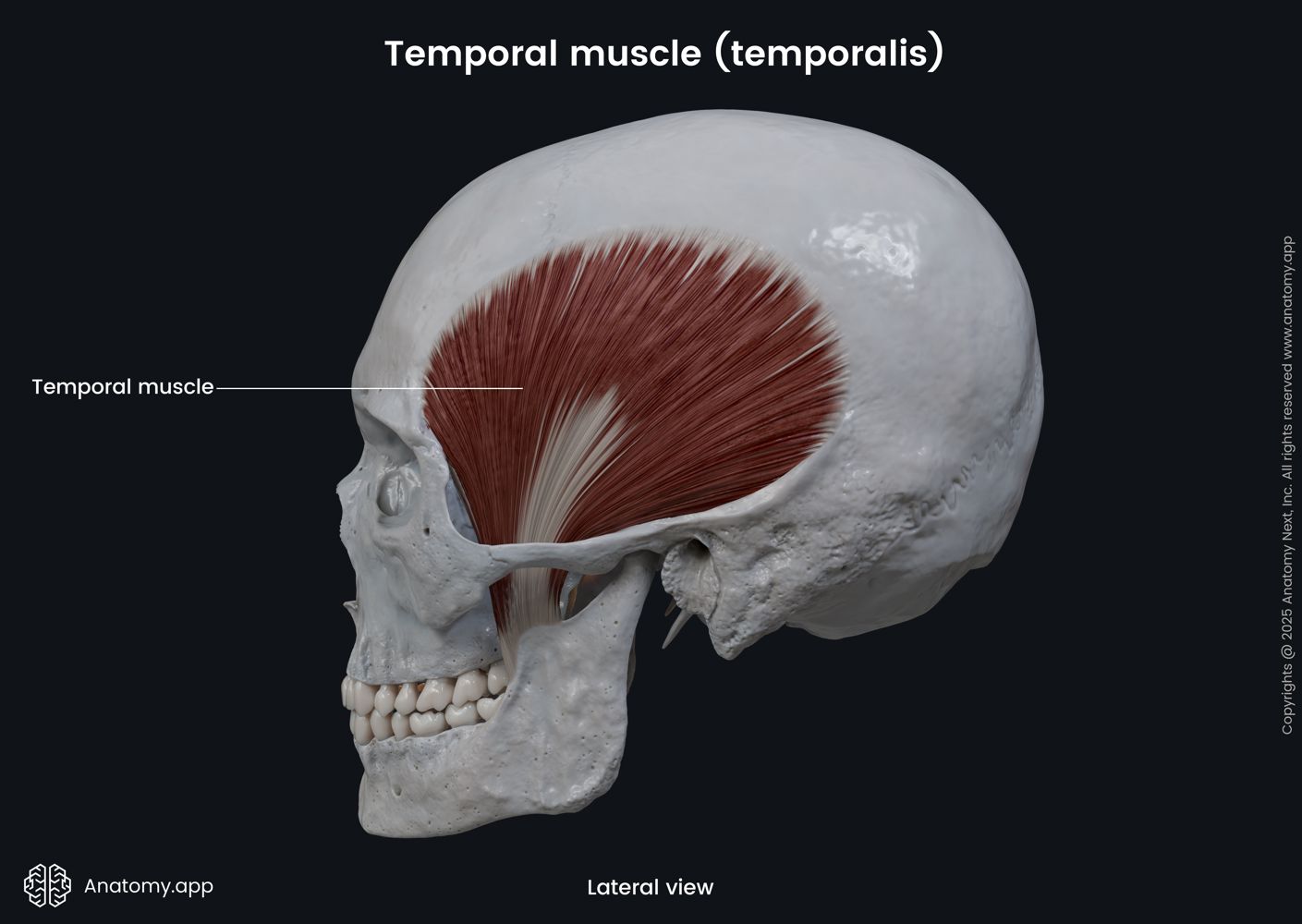 Temporal muscle (temporalis) | Anatomy.app