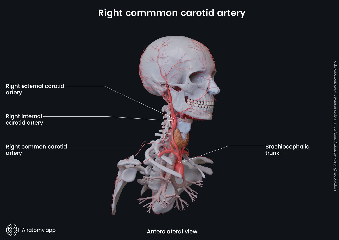 Right common carotid artery | Anatomy.app