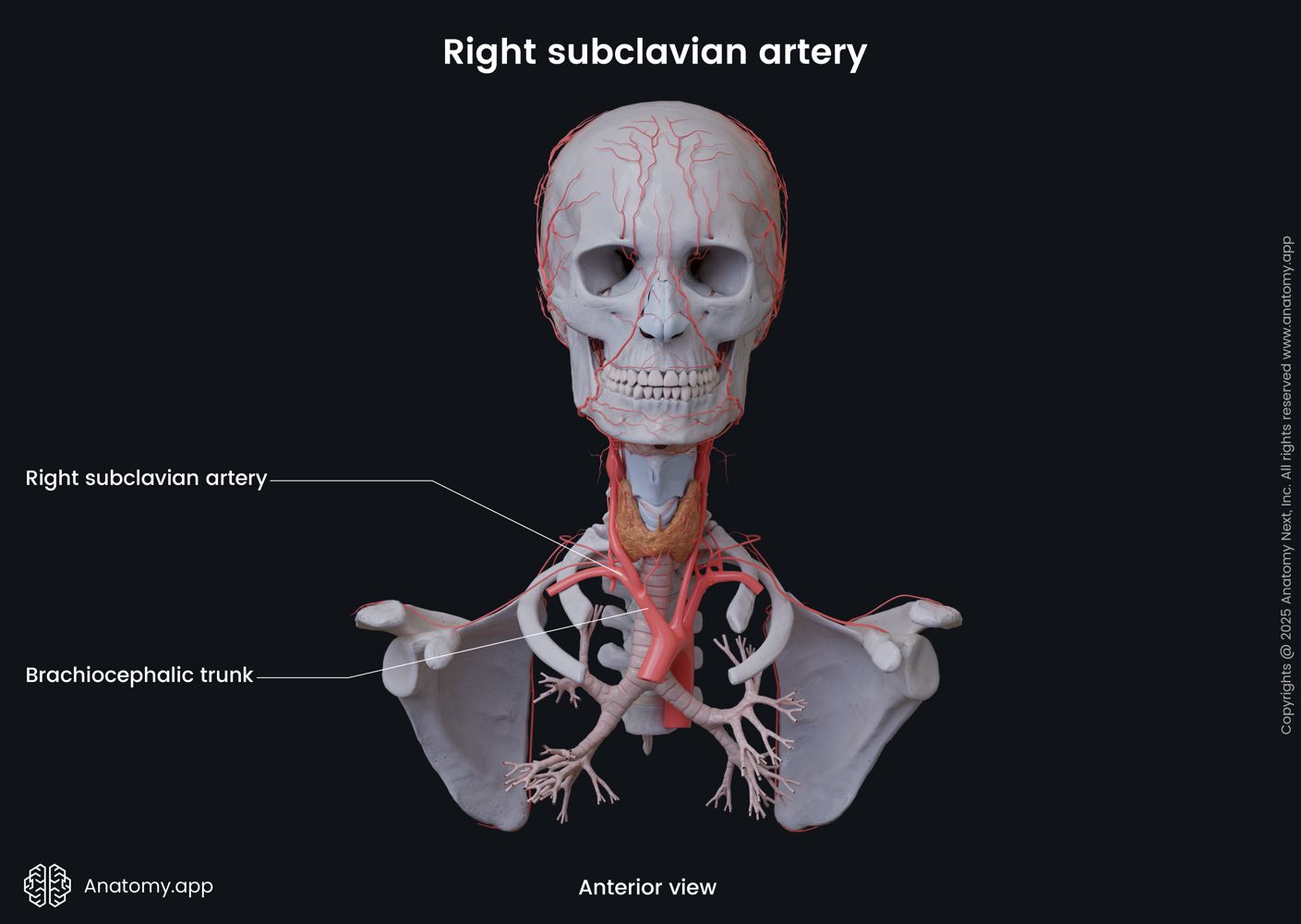 Right subclavian artery | Anatomy.app