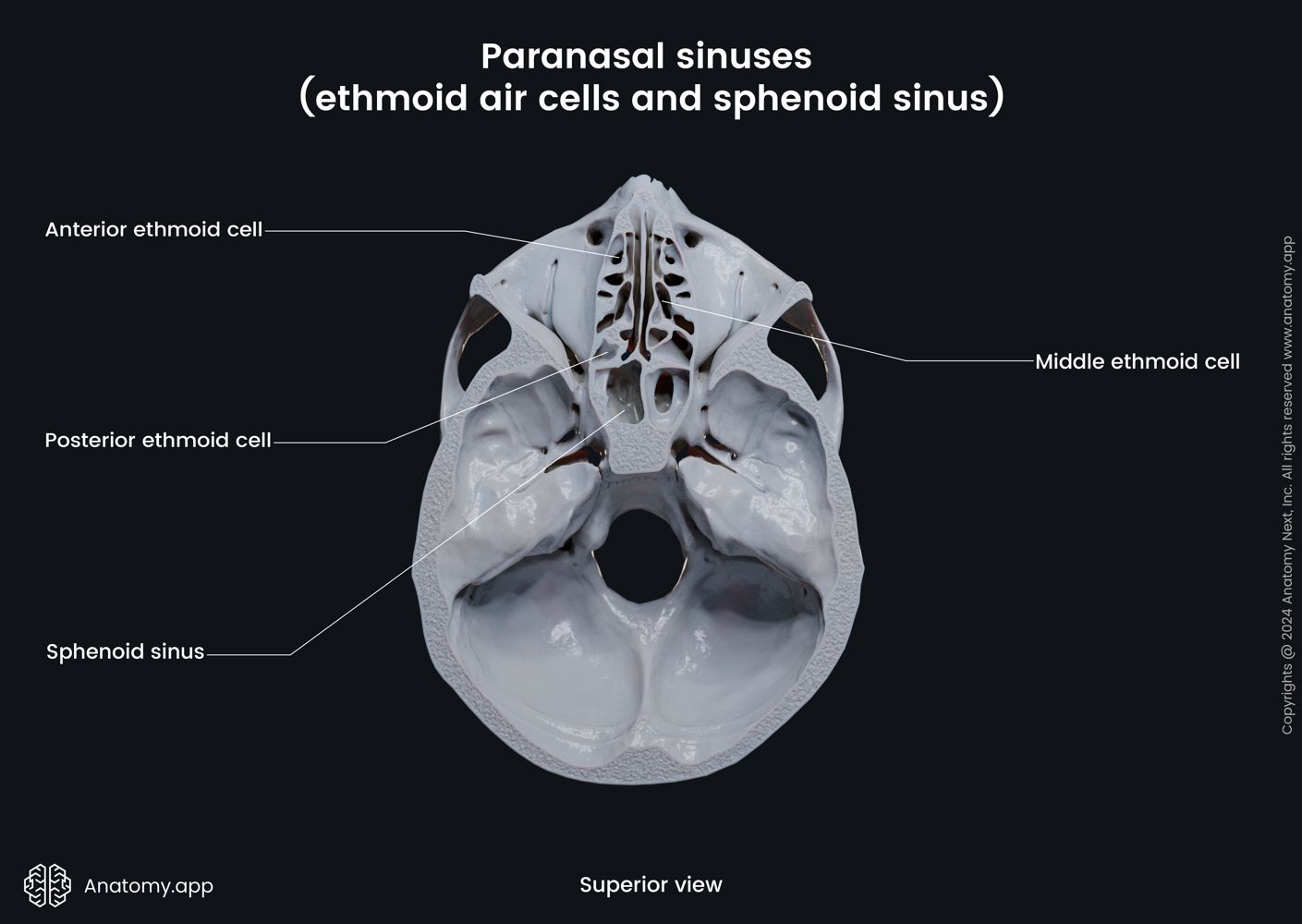 Paranasal sinuses (ethmoid air cells and sphenoid sinus) | Anatomy.app