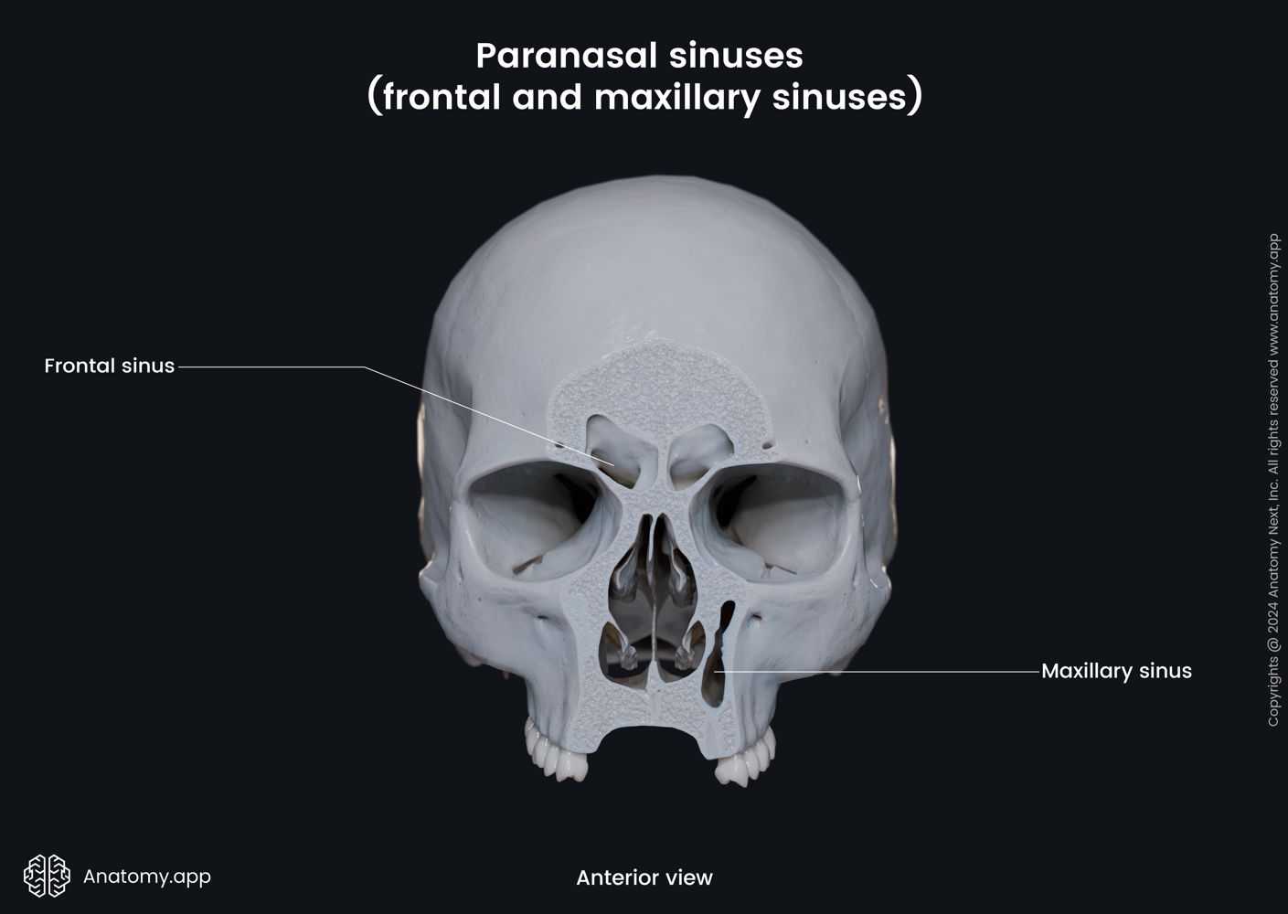 Paranasal sinuses (frontal and maxillary sinuses) | Anatomy.app