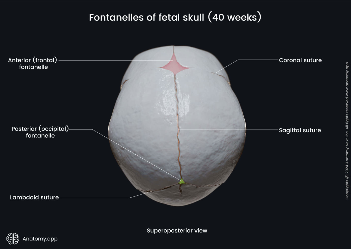 Fontanelles of fetal skull (superoposterior view) | Anatomy.app