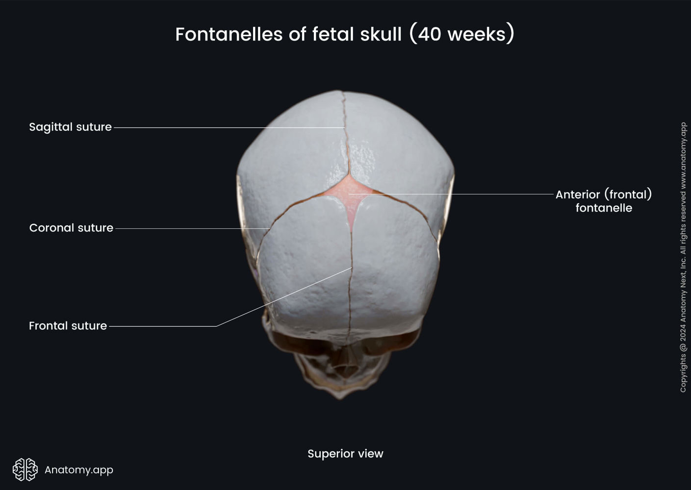 Fontanelles of fetal skull (superior view) | Anatomy.app