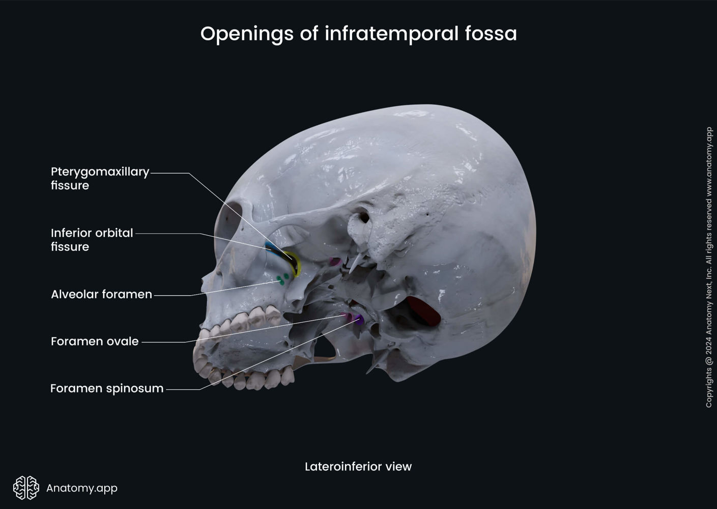 Openings of infratemporal fossa | Anatomy.app