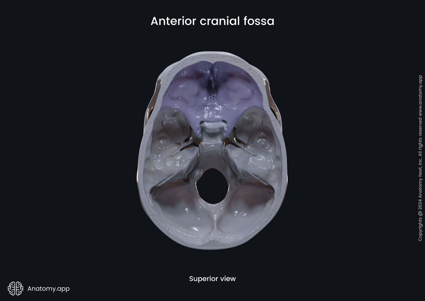Anterior cranial fossa | Anatomy.app