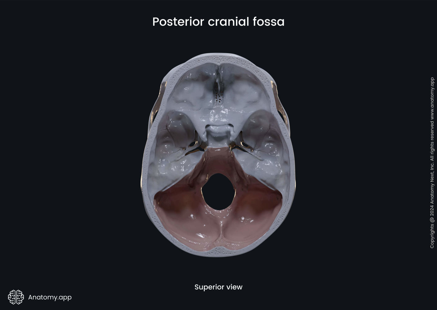 Posterior cranial fossa | Anatomy.app