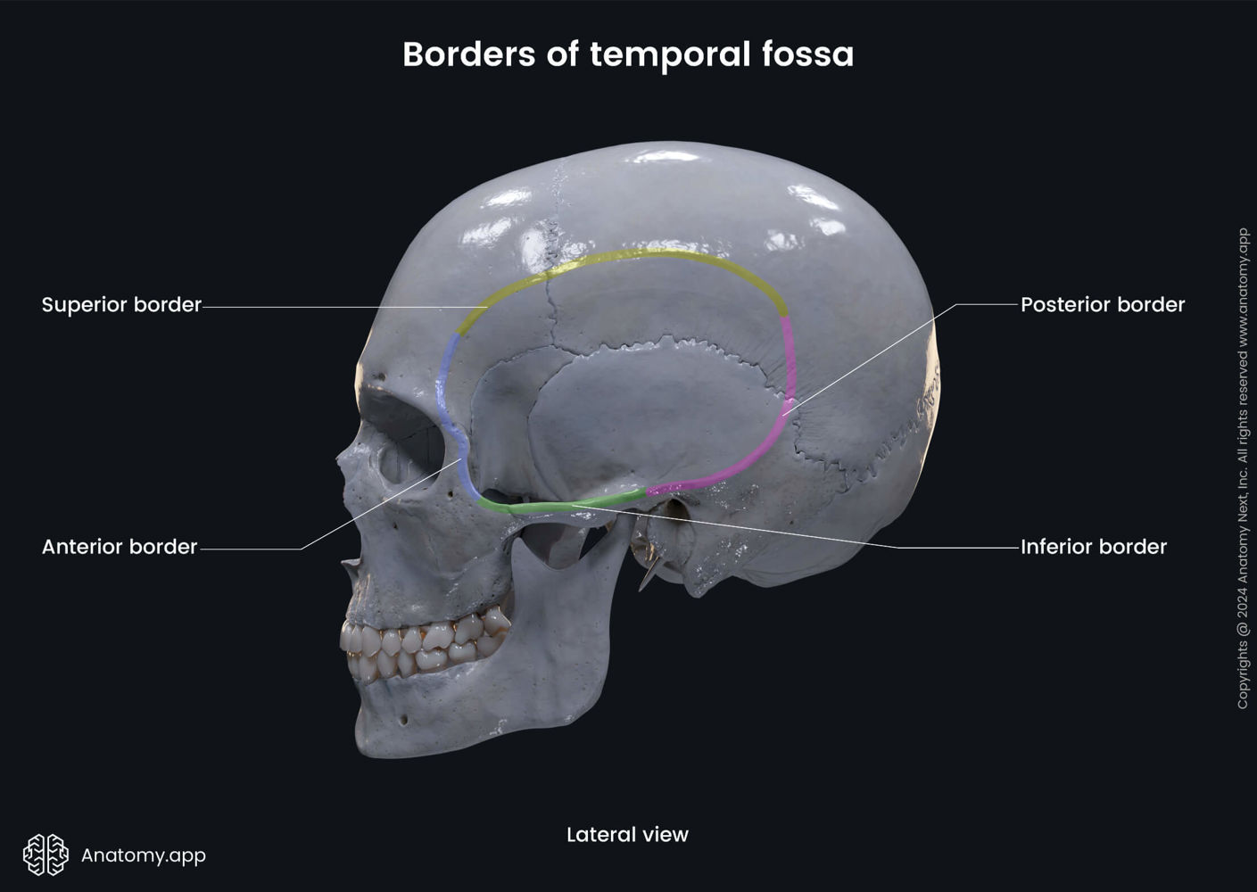 Borders of temporal fossa | Anatomy.app