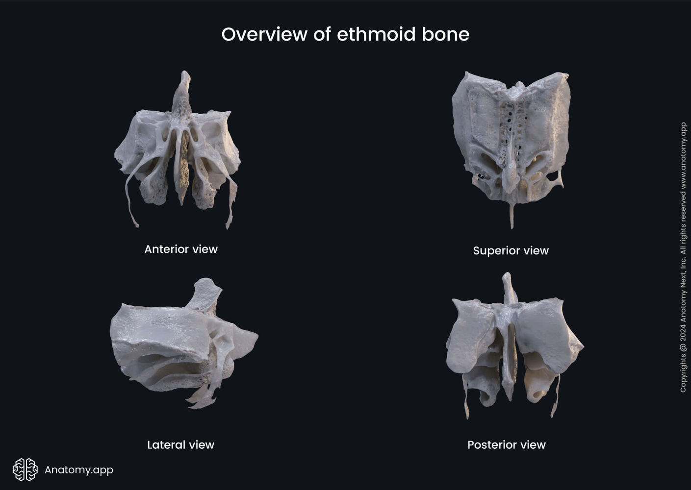 Overview of ethmoid | Anatomy.app