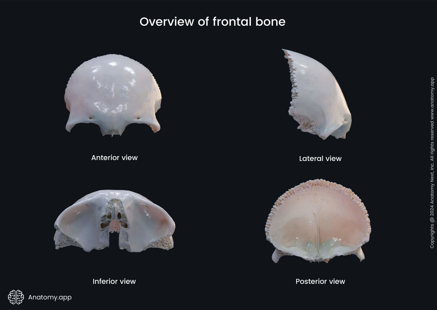 Overview of frontal bone | Anatomy.app