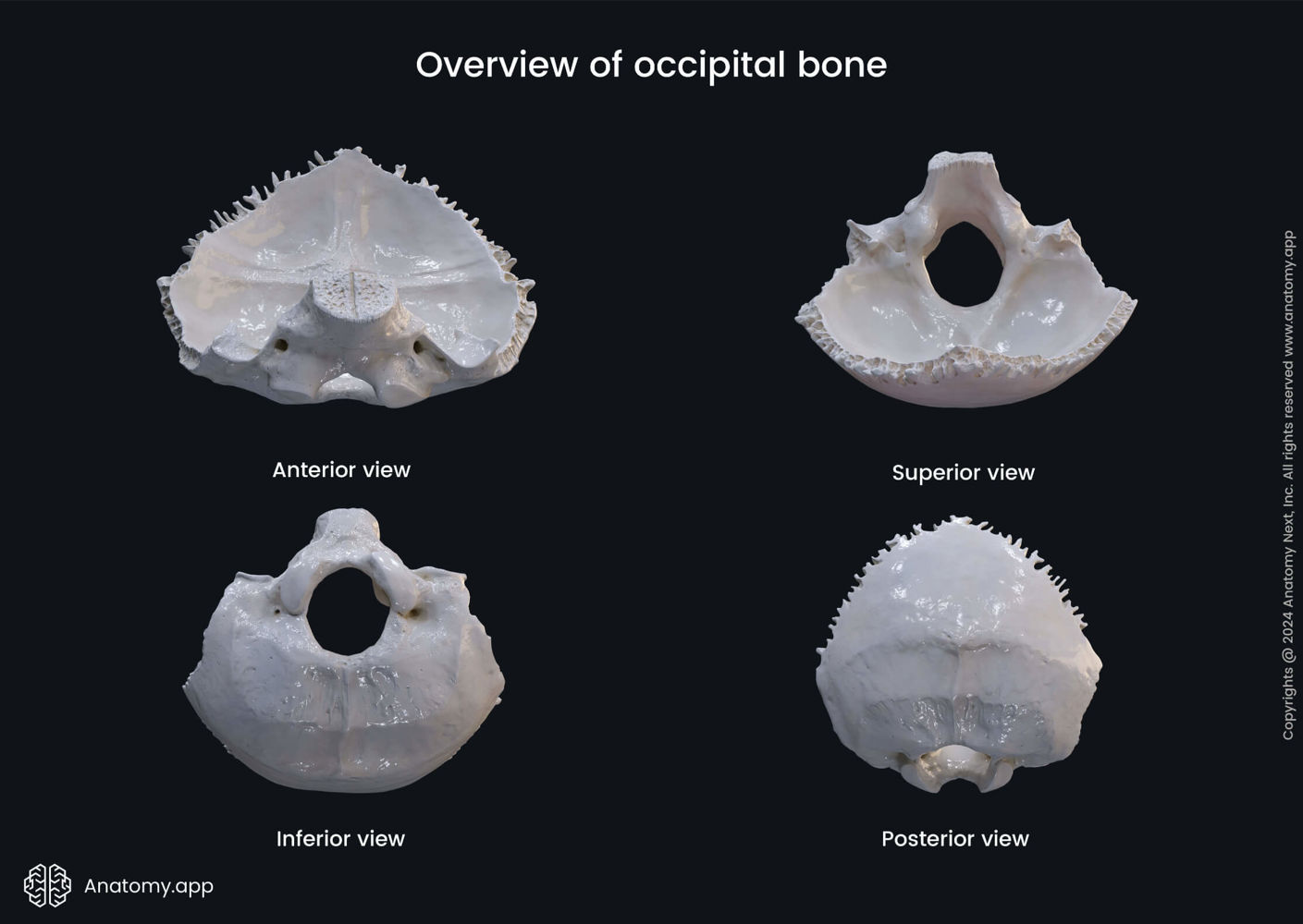 Overview of occipital bone | Anatomy.app