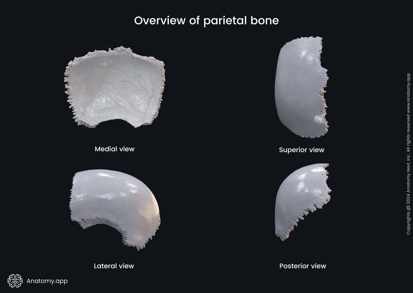 Overview of parietal bone | Anatomy.app