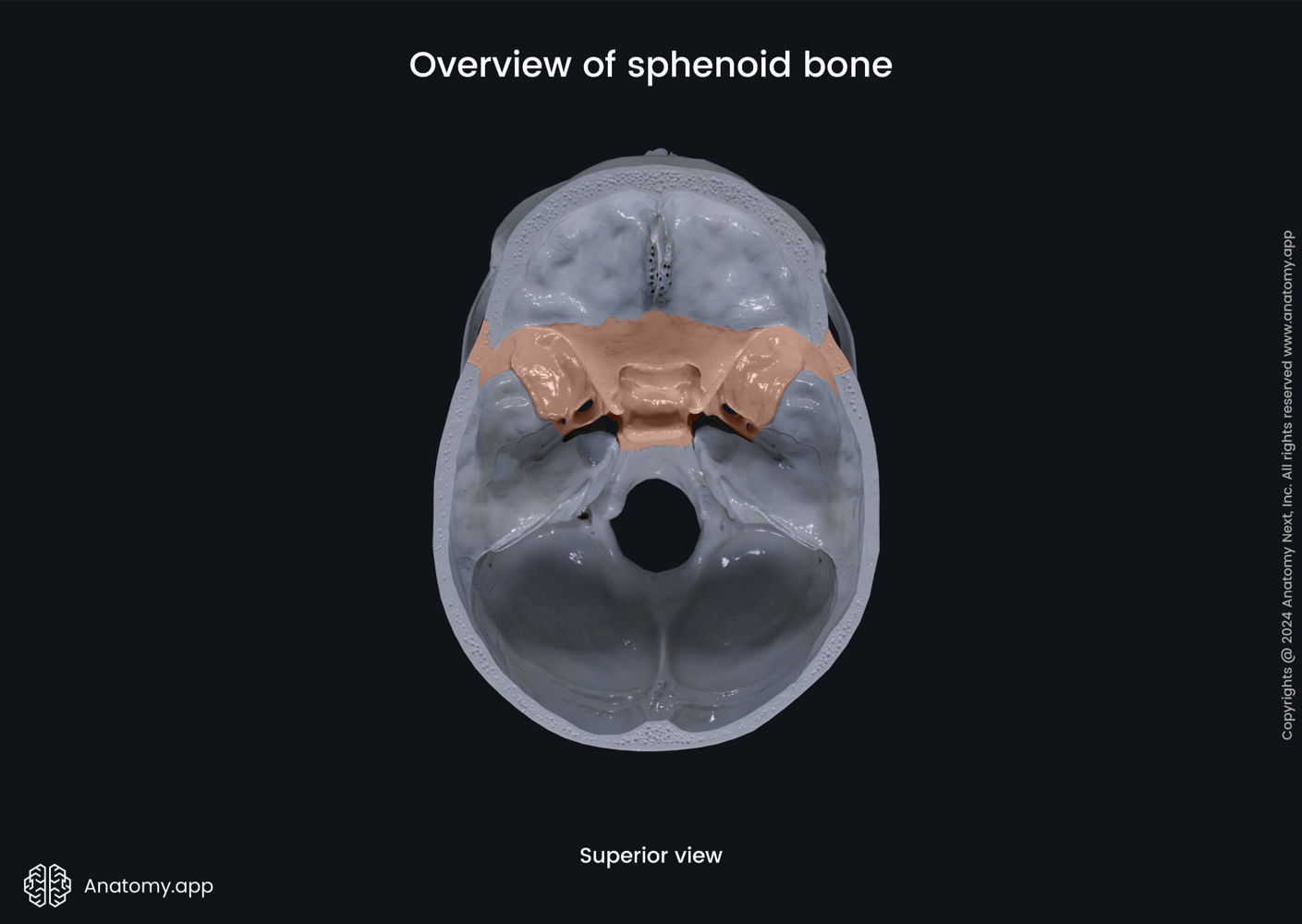 Overview of sphenoid (superior view) | Anatomy.app