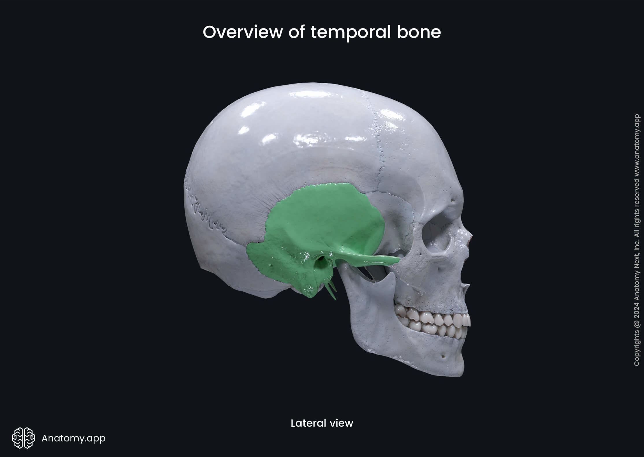 Temporal Bone Anatomy 3d Brain Anatomy Temporal Bone Stock Photo Temporal Bone Anatomy 3d Brain Anatomy Temporal Bone Stock Photo