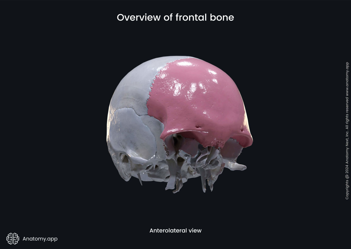 Overview of frontal bone | Anatomy.app
