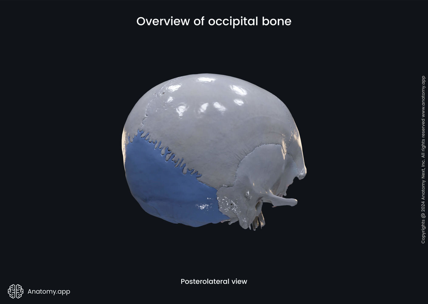 Overview of occipital bone | Anatomy.app