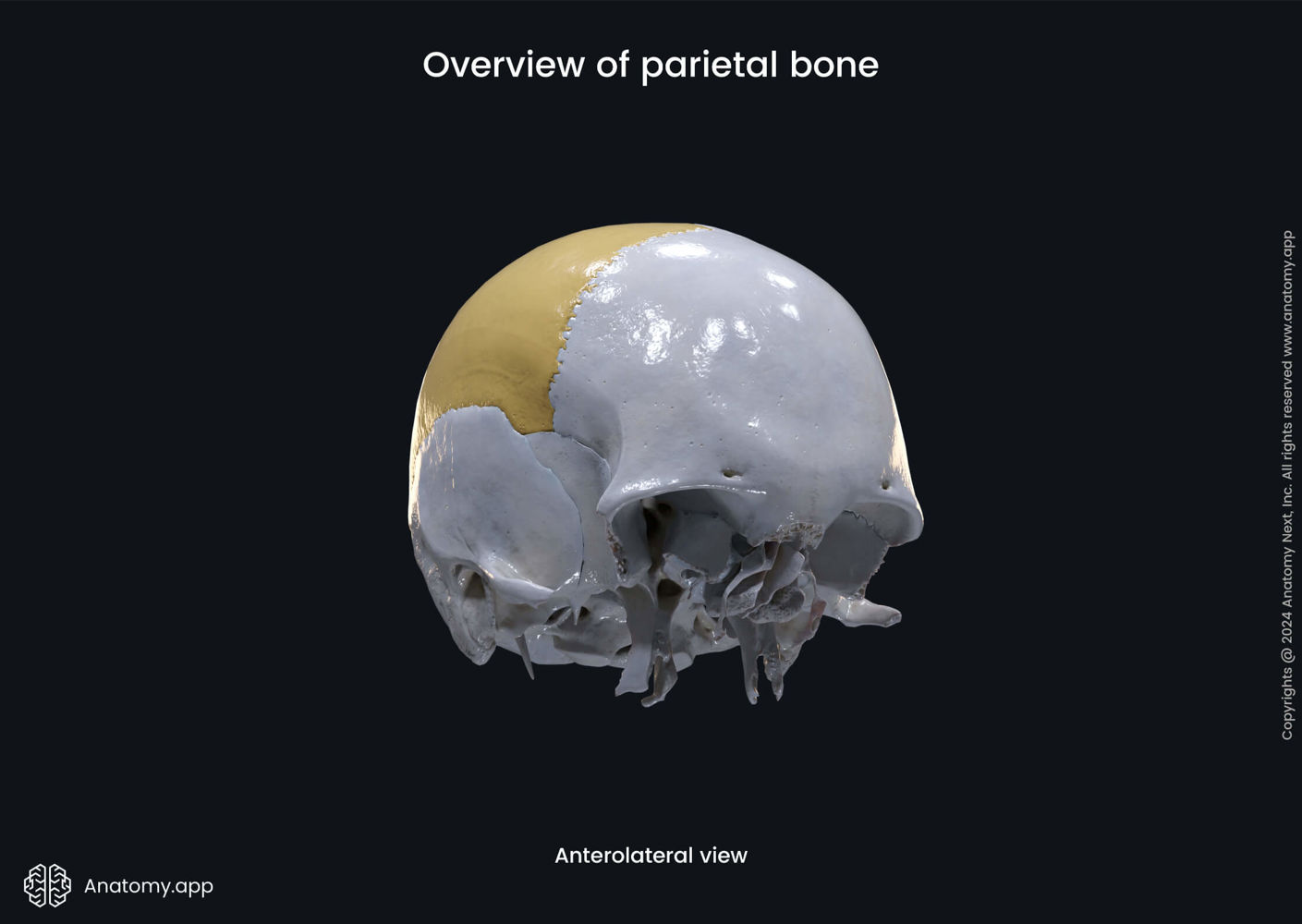Overview of parietal bone | Anatomy.app
