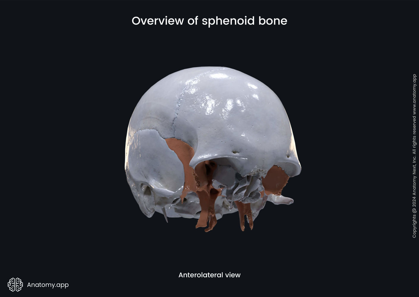 Overview of sphenoid | Anatomy.app