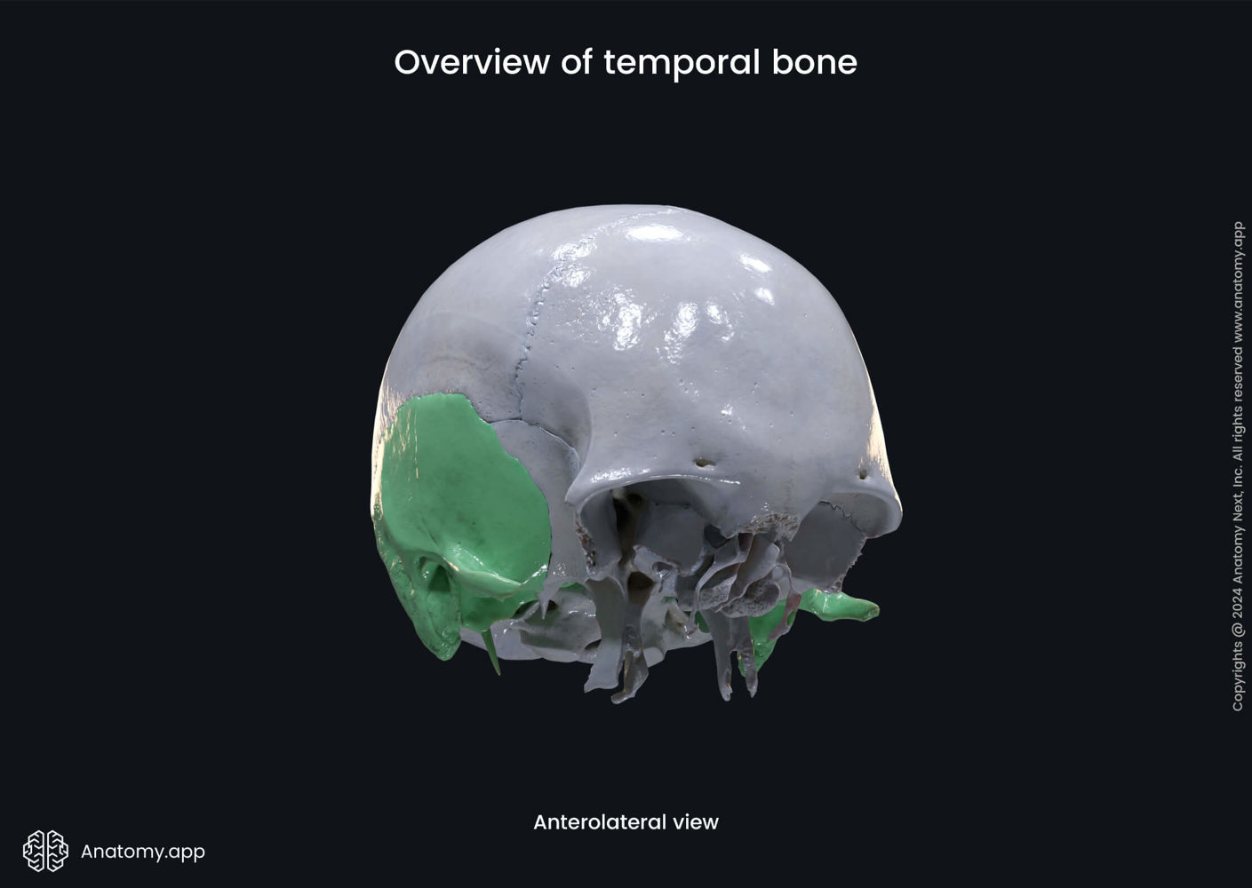 Overview of temporal bone | Anatomy.app