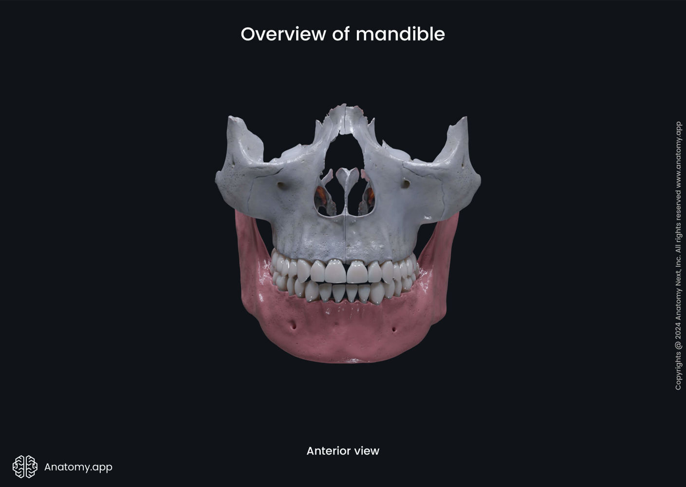 Overview of mandible | Anatomy.app