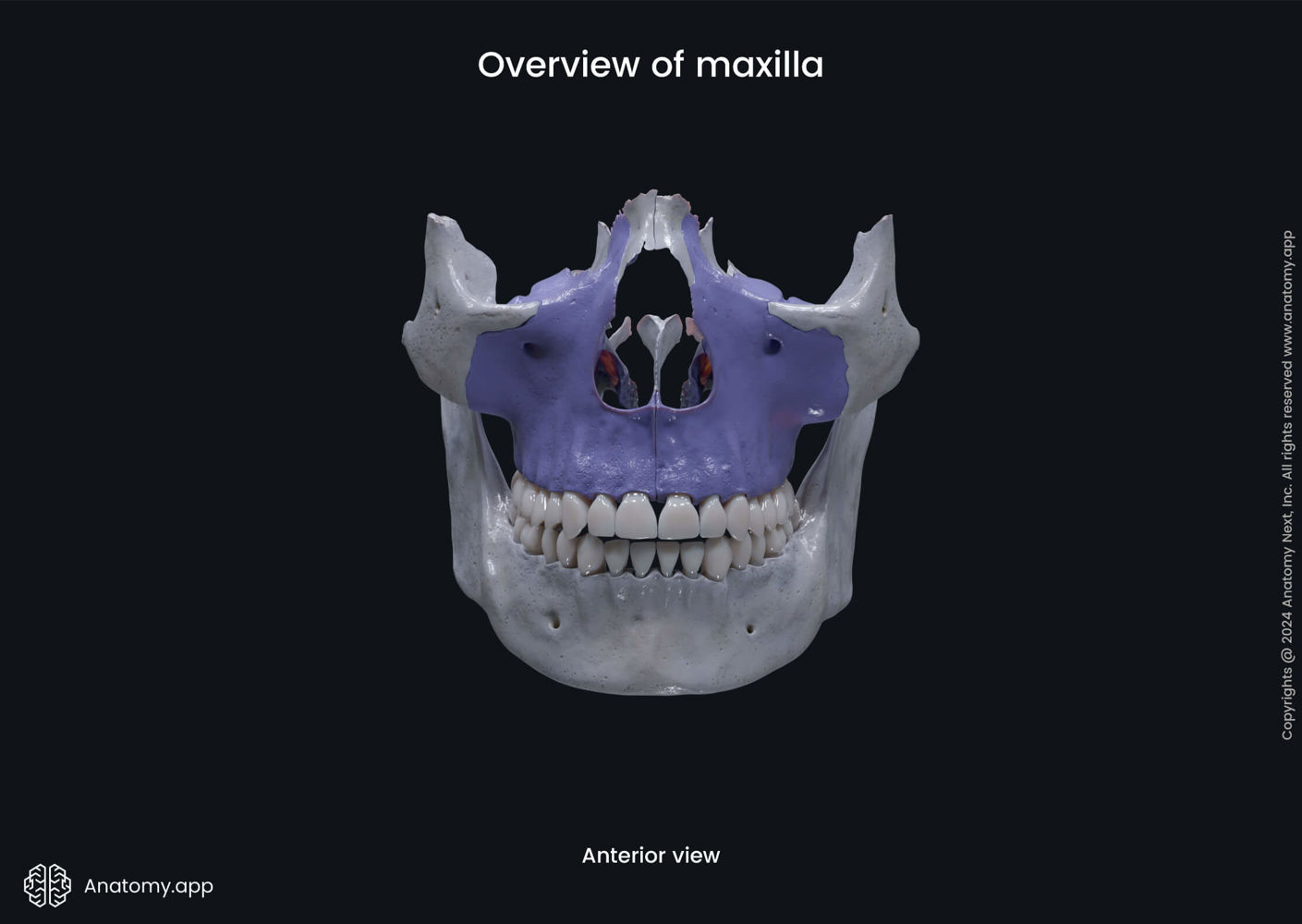 Overview of maxilla | Anatomy.app