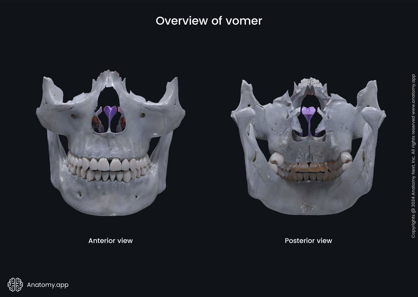 Overview of vomer | Anatomy.app