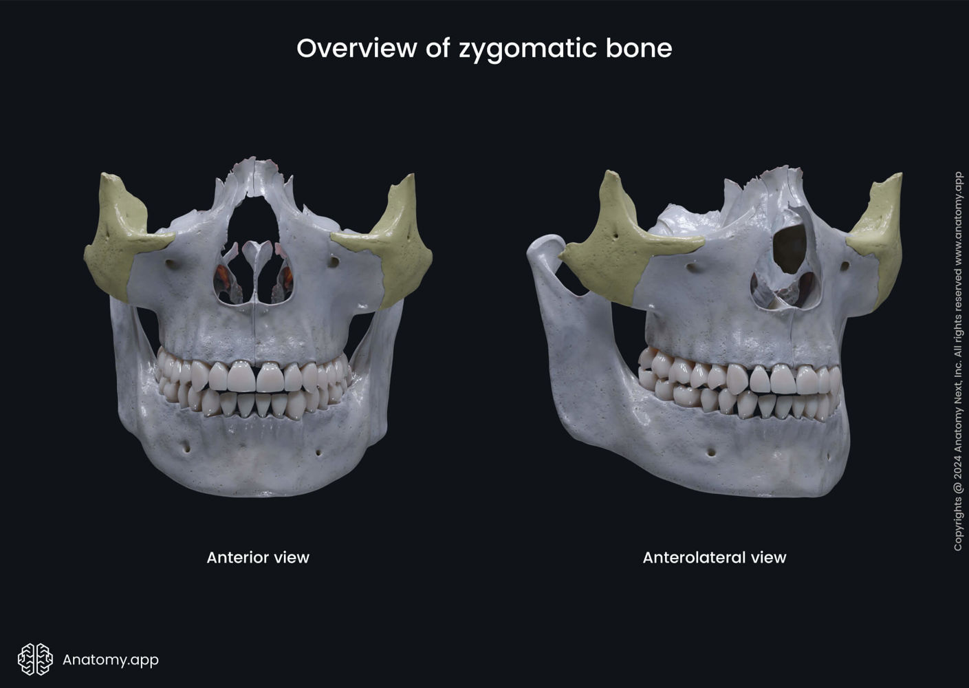 Overview of zygomatic bone | Anatomy.app