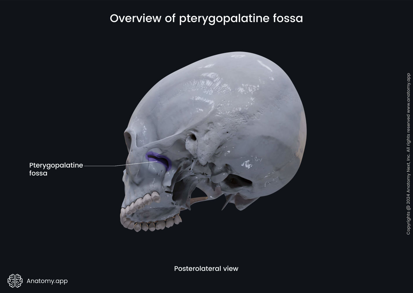 Overview of pterygopalatine fossa | Anatomy.app