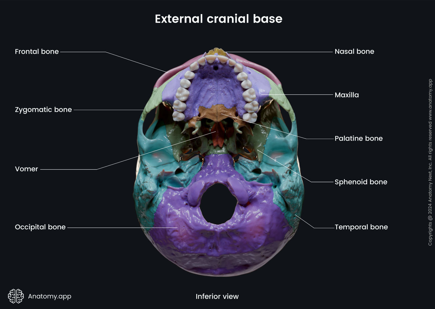 External cranial base | Anatomy.app