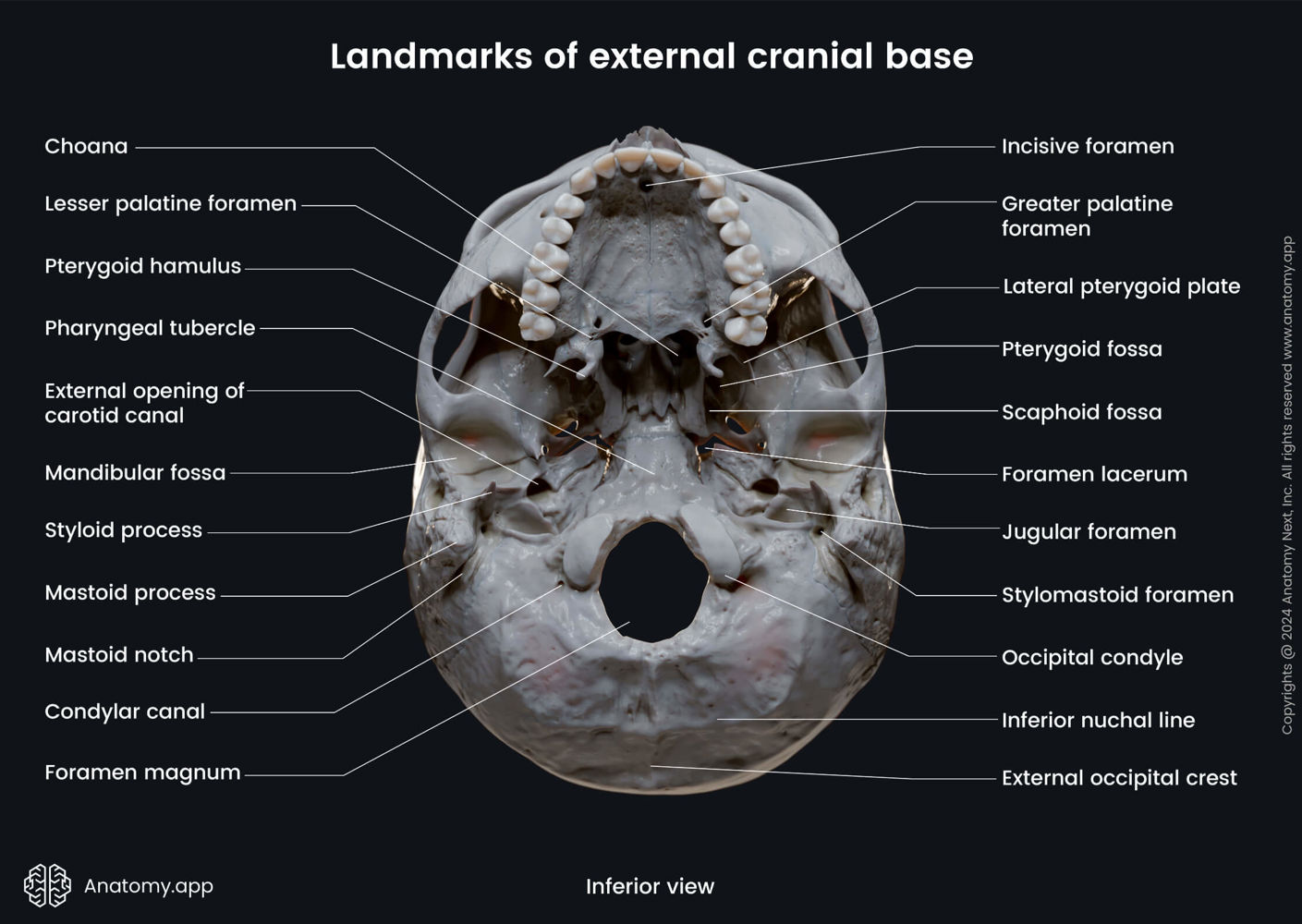External cranial base | Anatomy.app External cranial base | Anatomy.app
