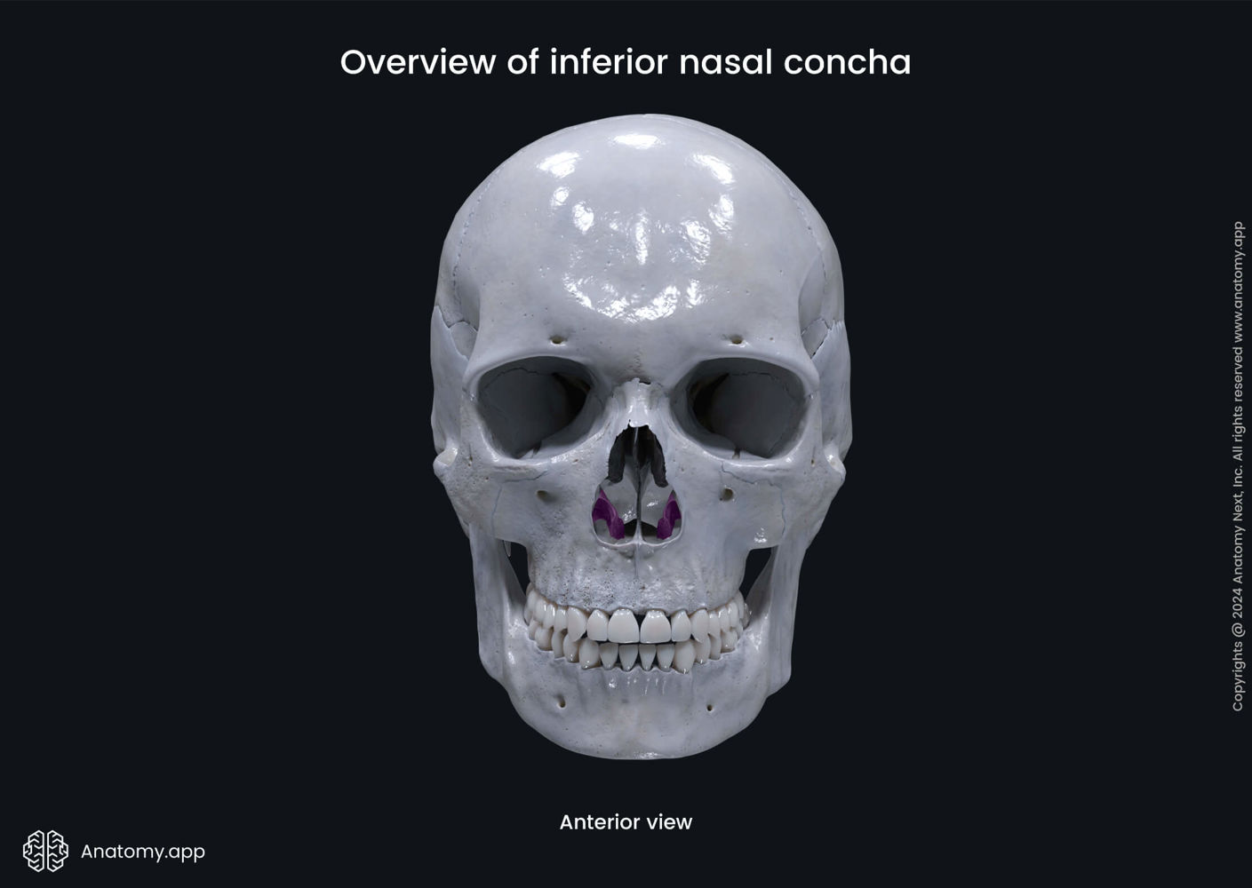 Overview of inferior nasal concha | Anatomy.app