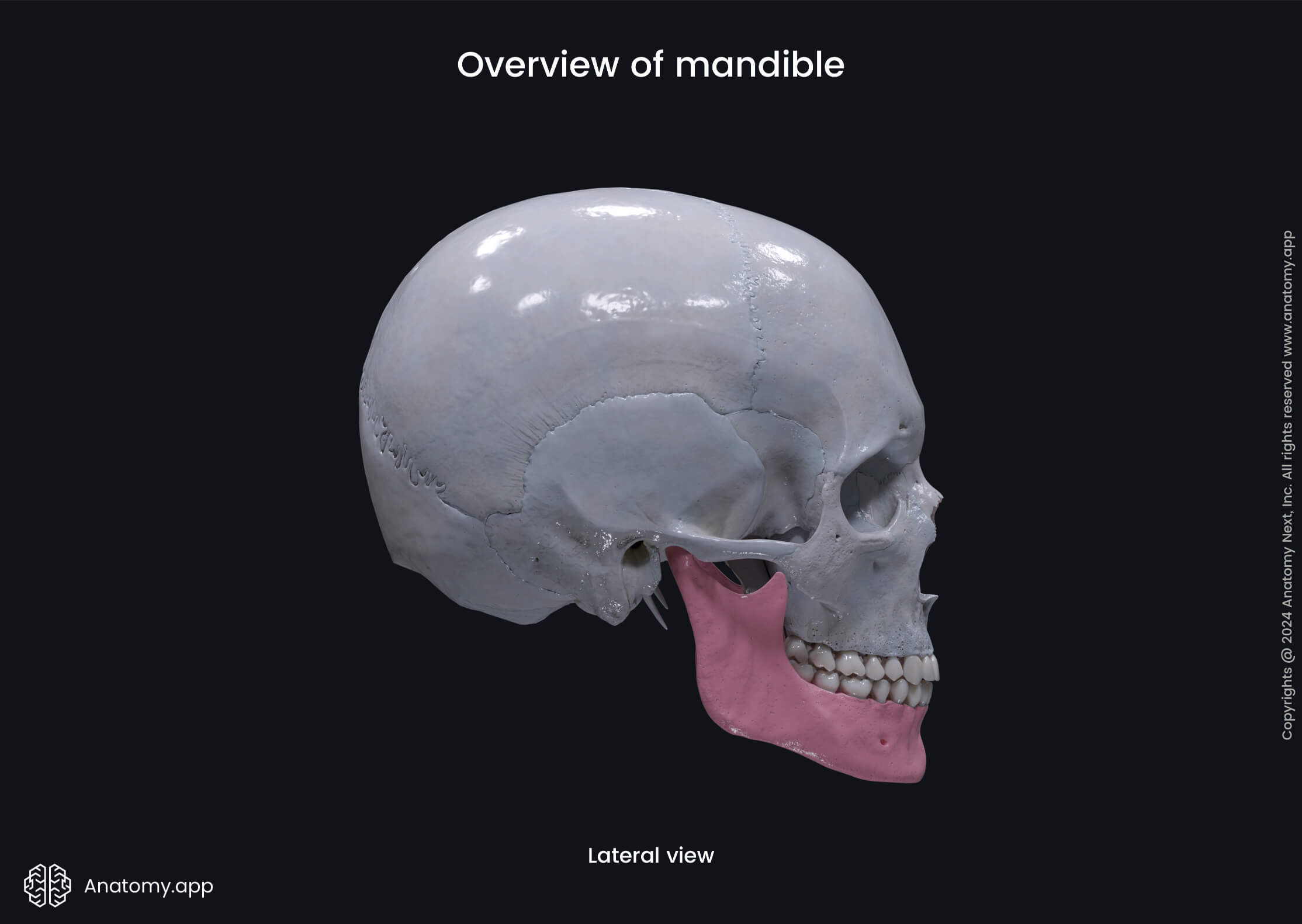 Overview of mandible (lateral view) | Media Library | Anatomy.app ...
